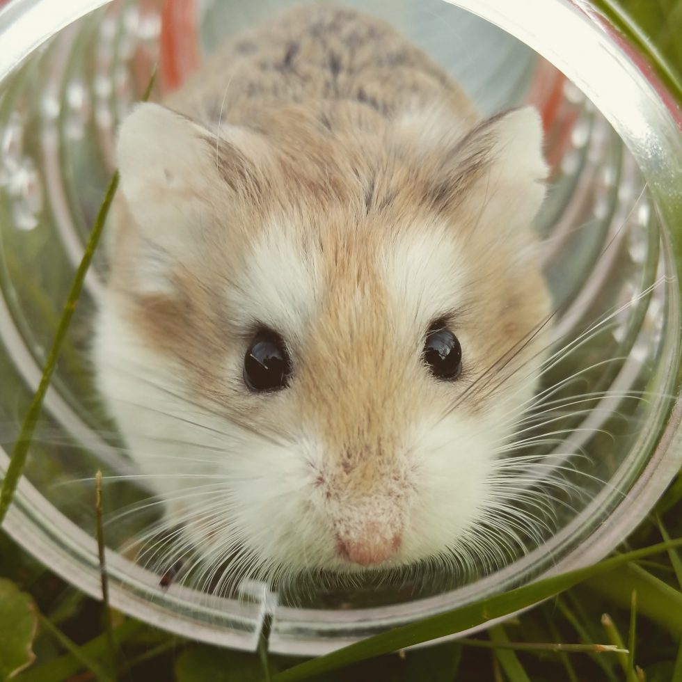 Taking care of your pet - Nasdn